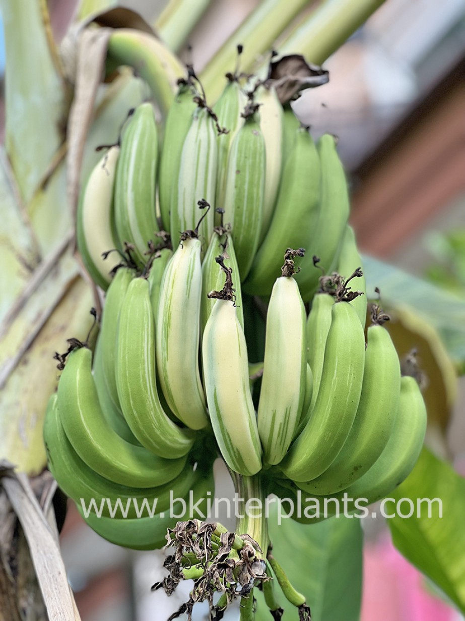 Musa Banana Cavendish Variegated – Rare Variegated Banana Plant ...