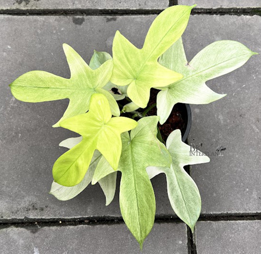 Philodendron Florida Ghost Mint - Bkinterplants Garden