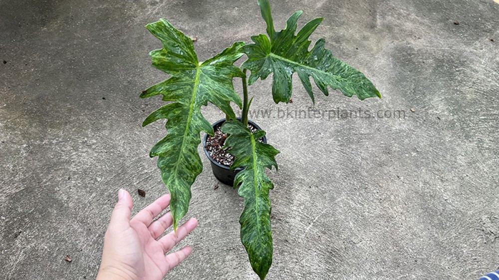 Philodendron Minarum Lime Fiddle Variegated (Dragon Trail ...