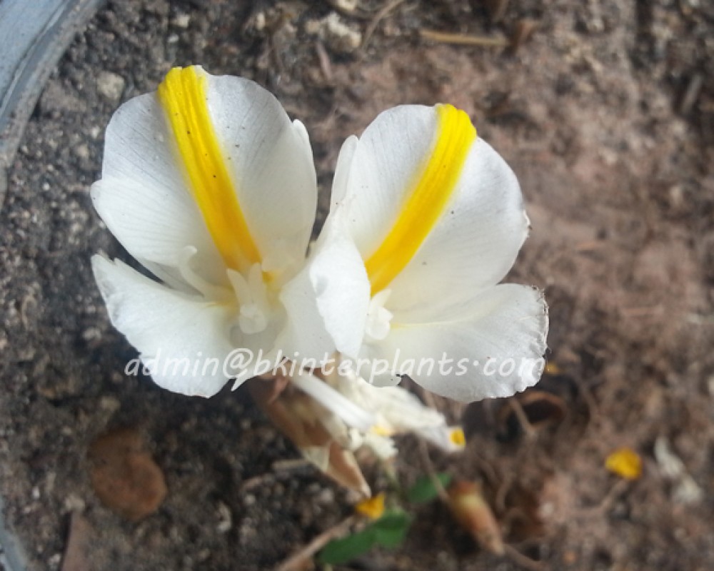 3 Corms " Clurcuma cf. pierreana Gagnep " - Bkinterplants Garden