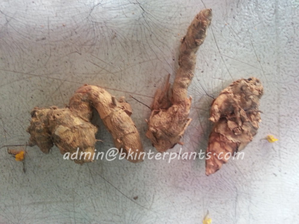 3 Corms " Clurcuma cf. pierreana Gagnep " - Bkinterplants Garden