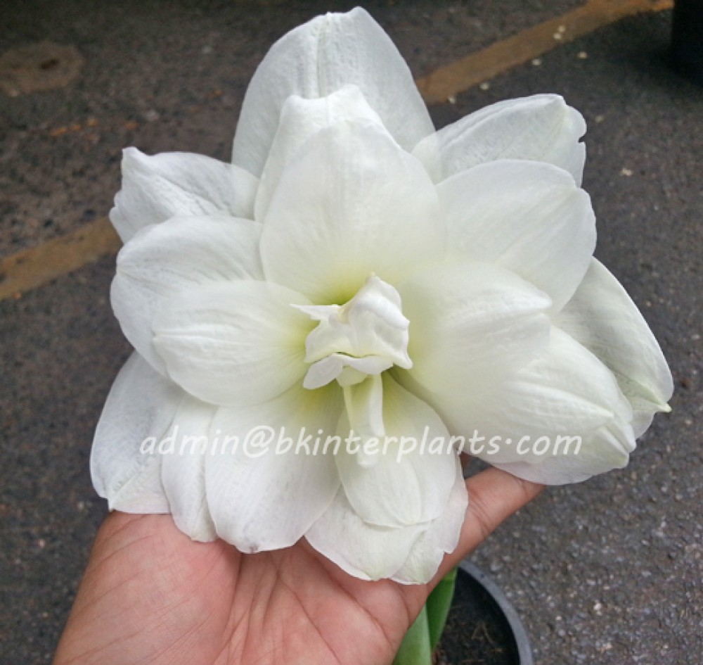 Amaryllidaceae " Double Snowwhite " - All - Bkinterplants Garden