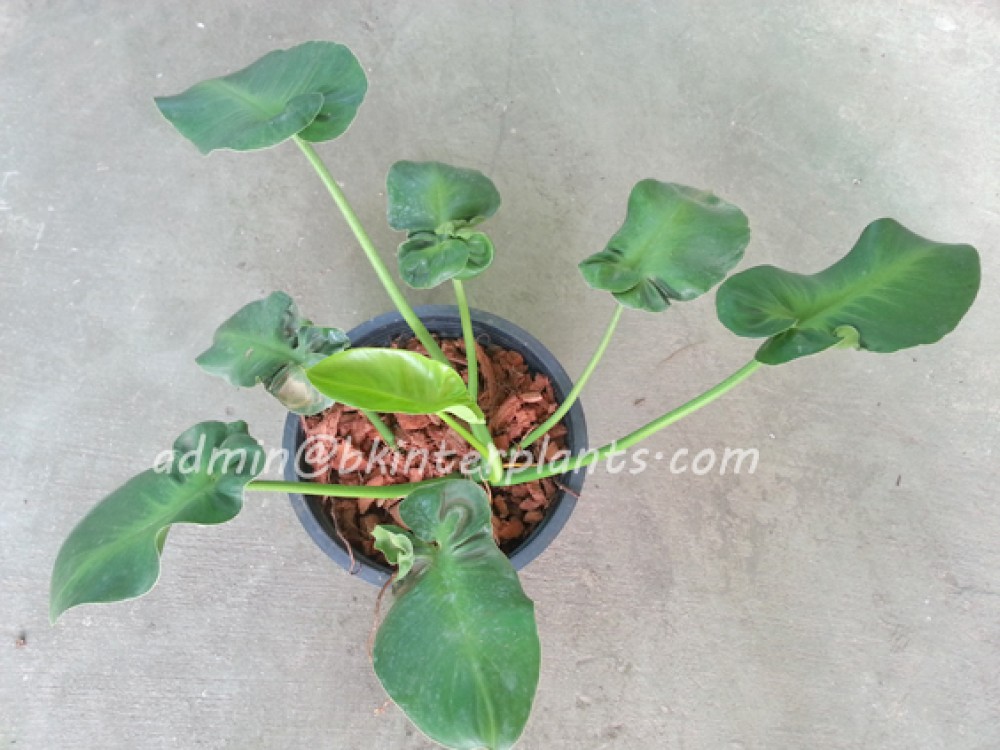 Philodendron Ear Pig Leaf - Bkinterplants Garden