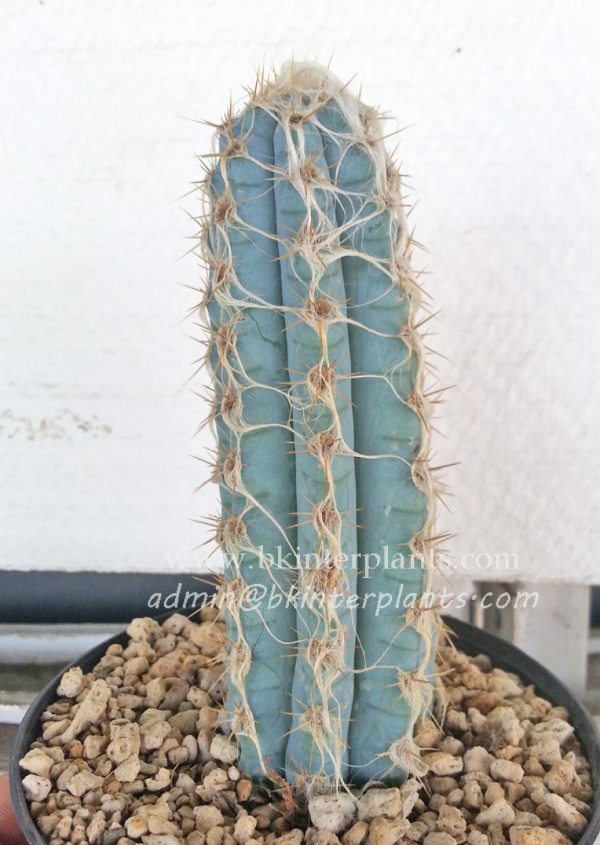 Cactus " Blue Pilosocereus royenii " - Bkinterplants Garden