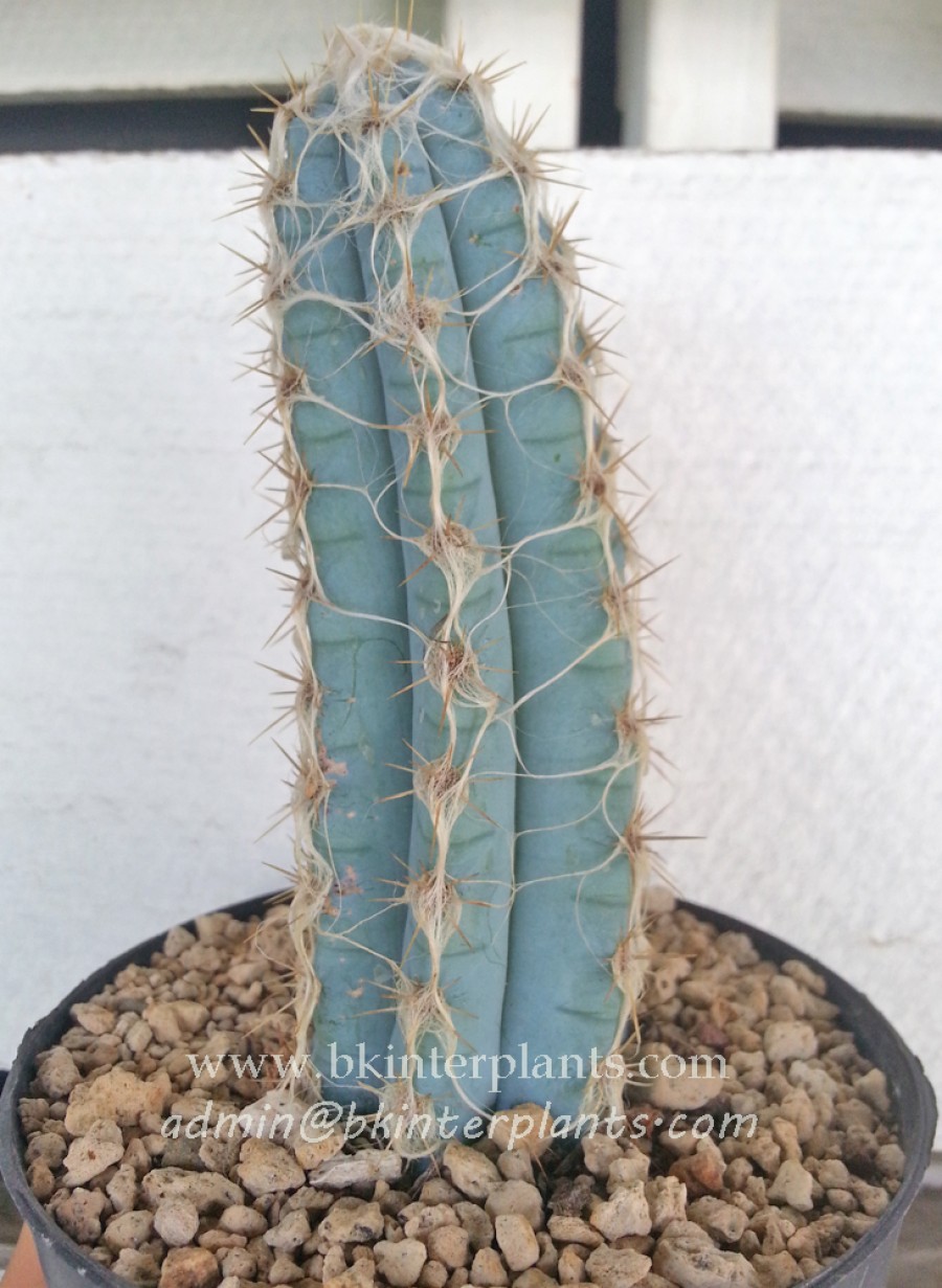 Cactus " Blue Pilosocereus royenii " - Bkinterplants Garden