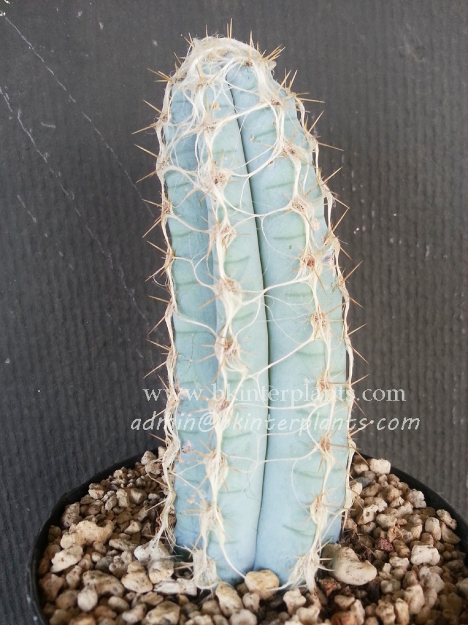 Cactus " Blue Pilosocereus royenii " - Bkinterplants Garden