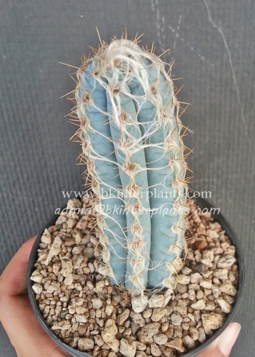 Cactus " Blue Pilosocereus royenii " - Bkinterplants Garden