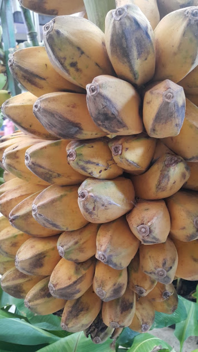 Musa " KLUAI Hin " Or Saba Banana - Musa Fruit - Musa - Houseplants ...