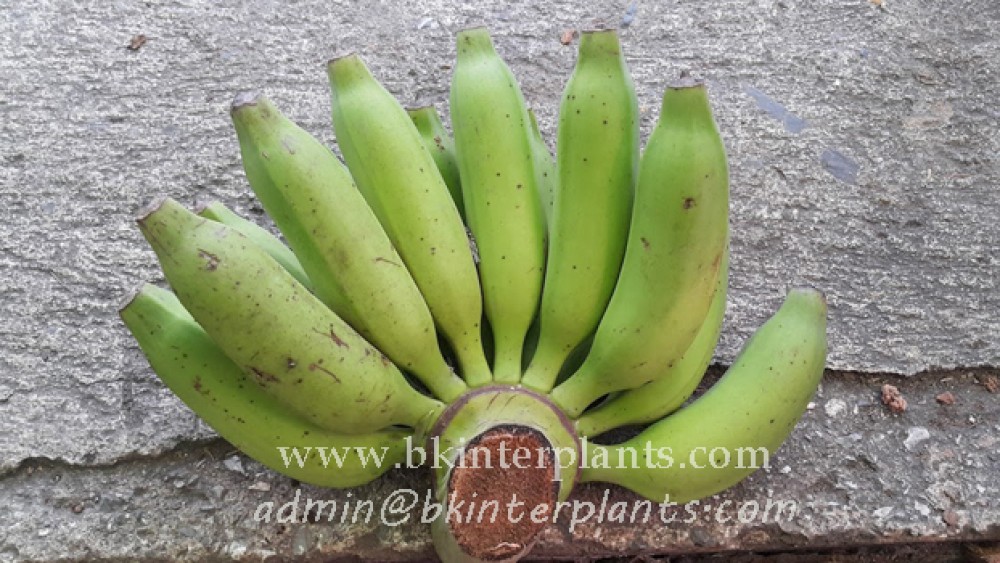 Musa " Kluai Nam Thai " - Bkinterplants Garden
