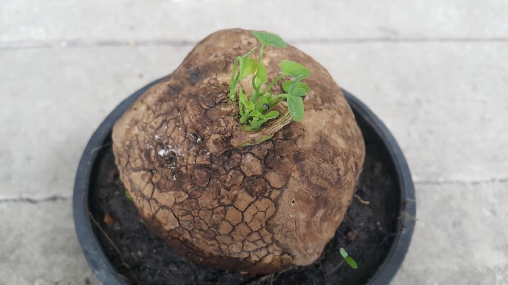 1 Bulb "Stephania Suberosa" - Bkinterplants Garden