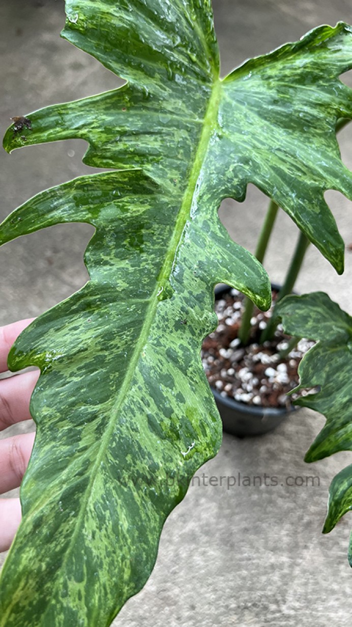 Philodendron Minarum Lime Fiddle Variegated (Dragon Trail ...