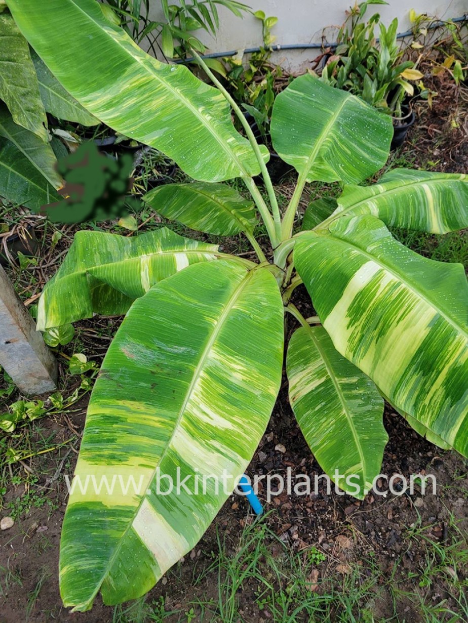 Musa Banana Cavendish Variegated – Rare Variegated Banana Plant ...