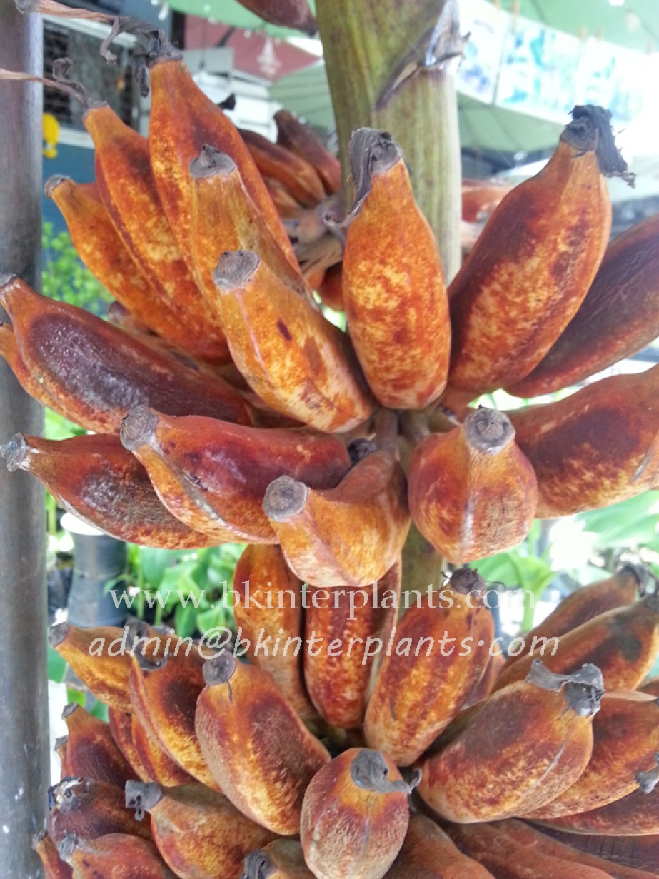 Musa Banana " Black Nam Wa " - Bkinterplants Garden