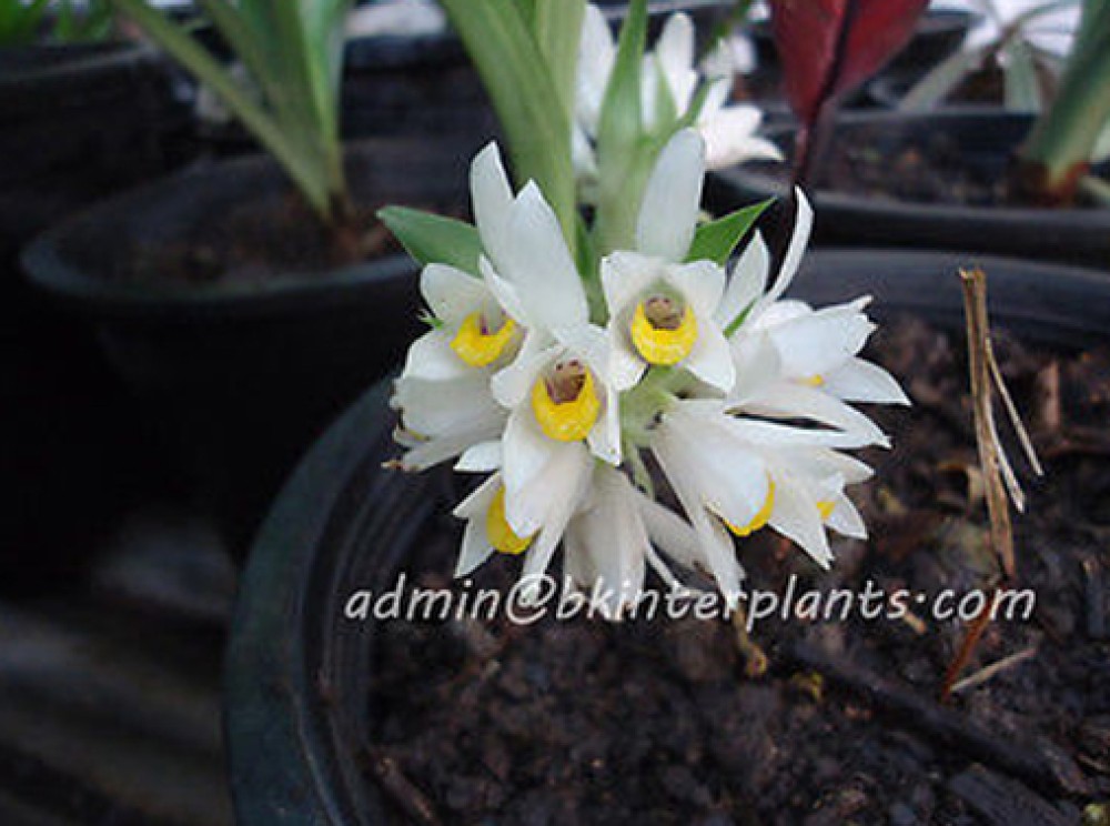 2 Bulb " Geodorum attenuatum Griff. " - Bkinterplants Garden