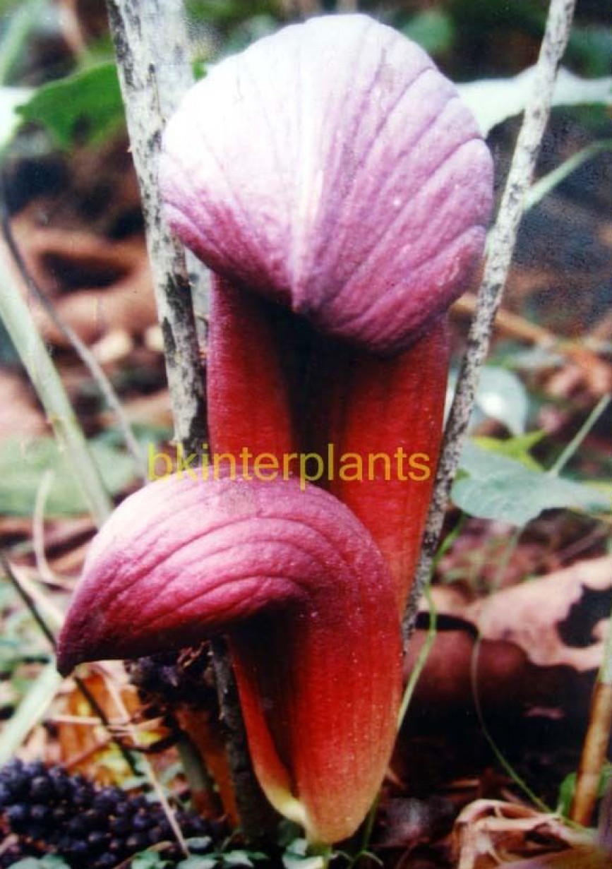 amorphophallus corm