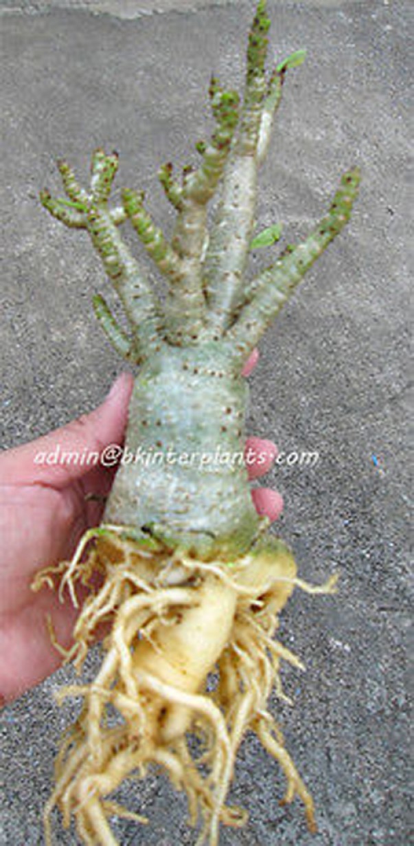 Adenium " Queen of Flower " - All - Bkinterplants Garden