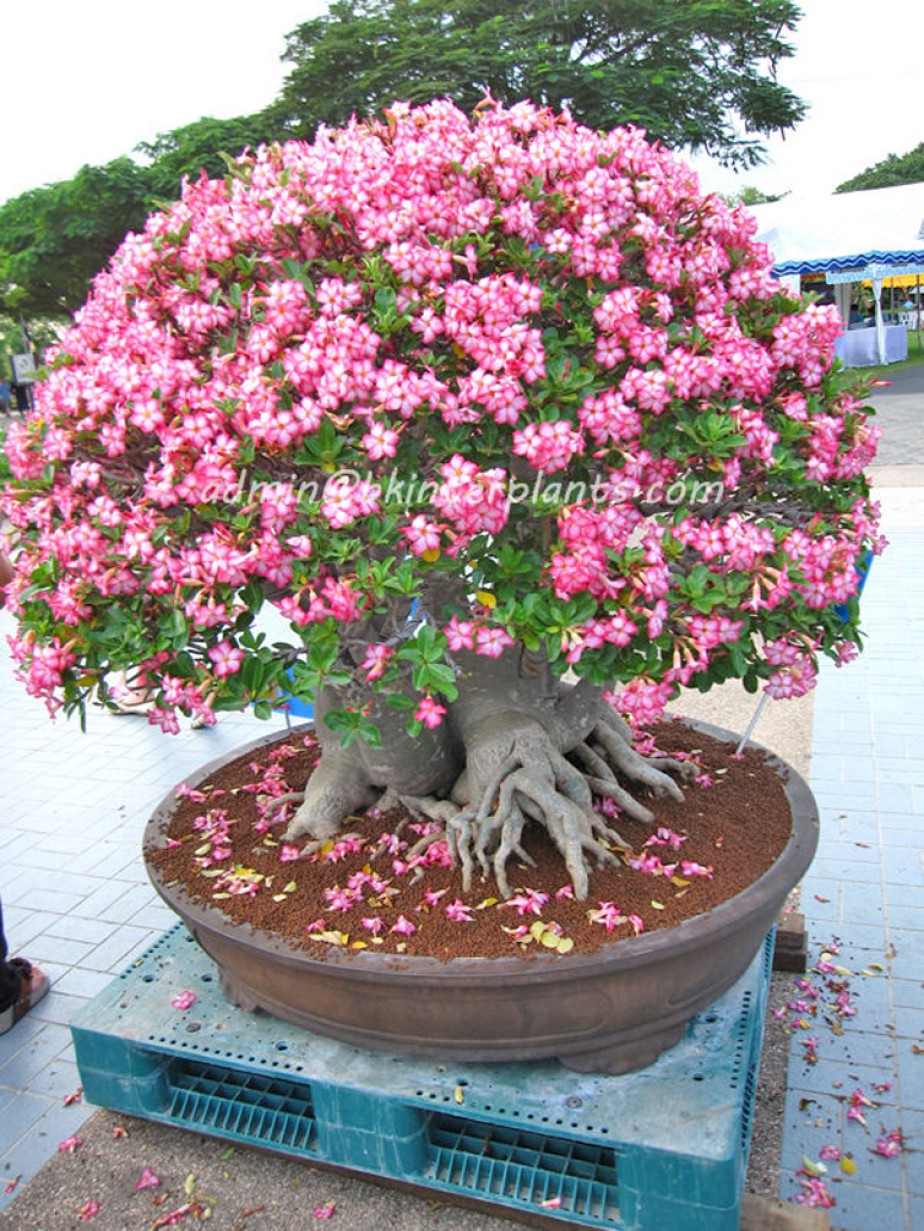 Adenium " Queen of Flower " - All - Bkinterplants Garden