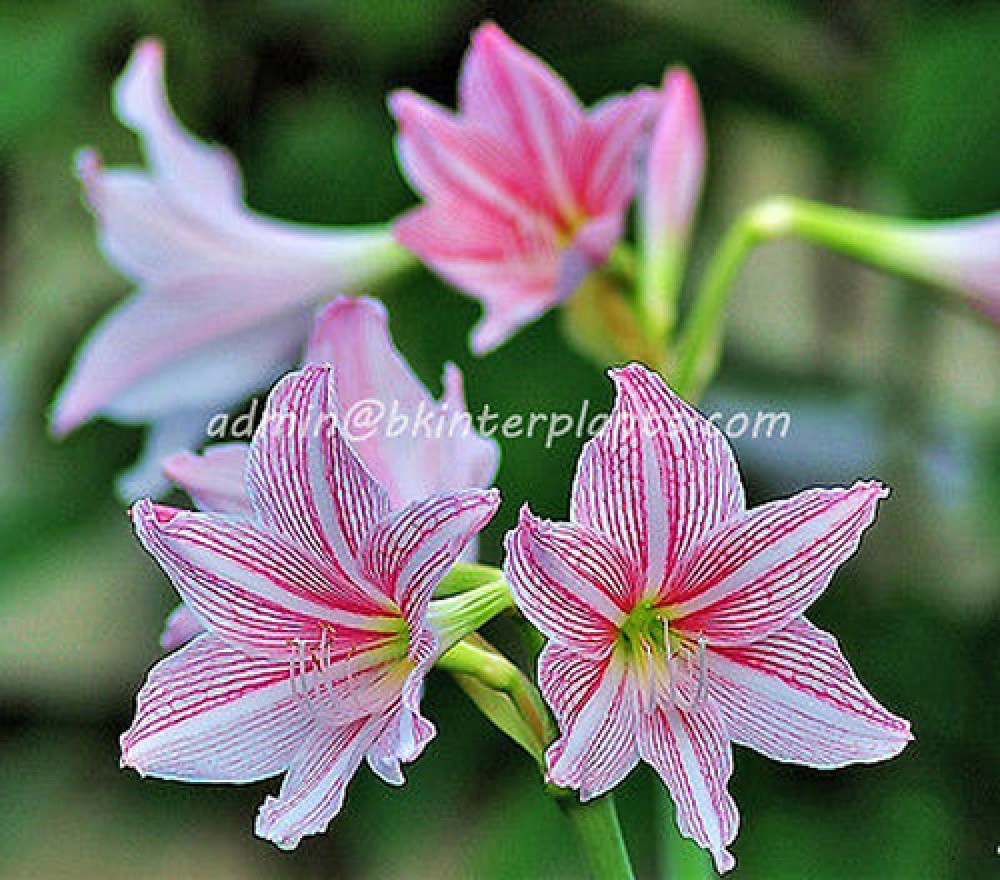 Amaryllidaceae " Star Lily " - Bkinterplants Garden