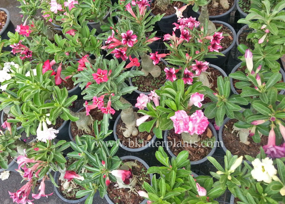 1000 Seeds " Adenium Mixed Seeds " - Bkinterplants Garden