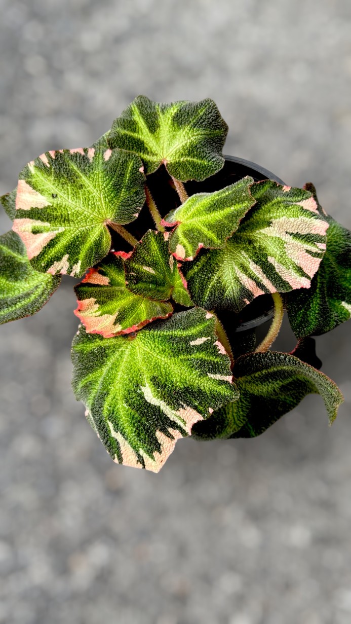 Begonia Soli Mutata Variegated - Bkinterplants Garden