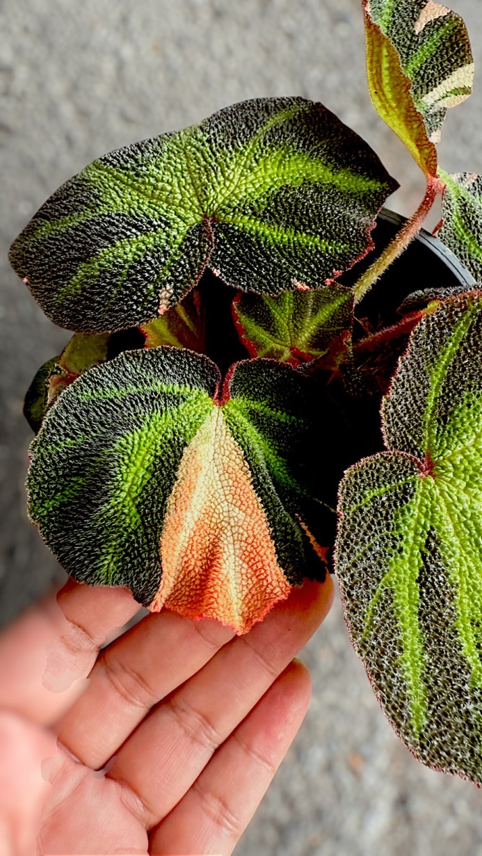 Begonia Soli Mutata Variegated - Bkinterplants Garden