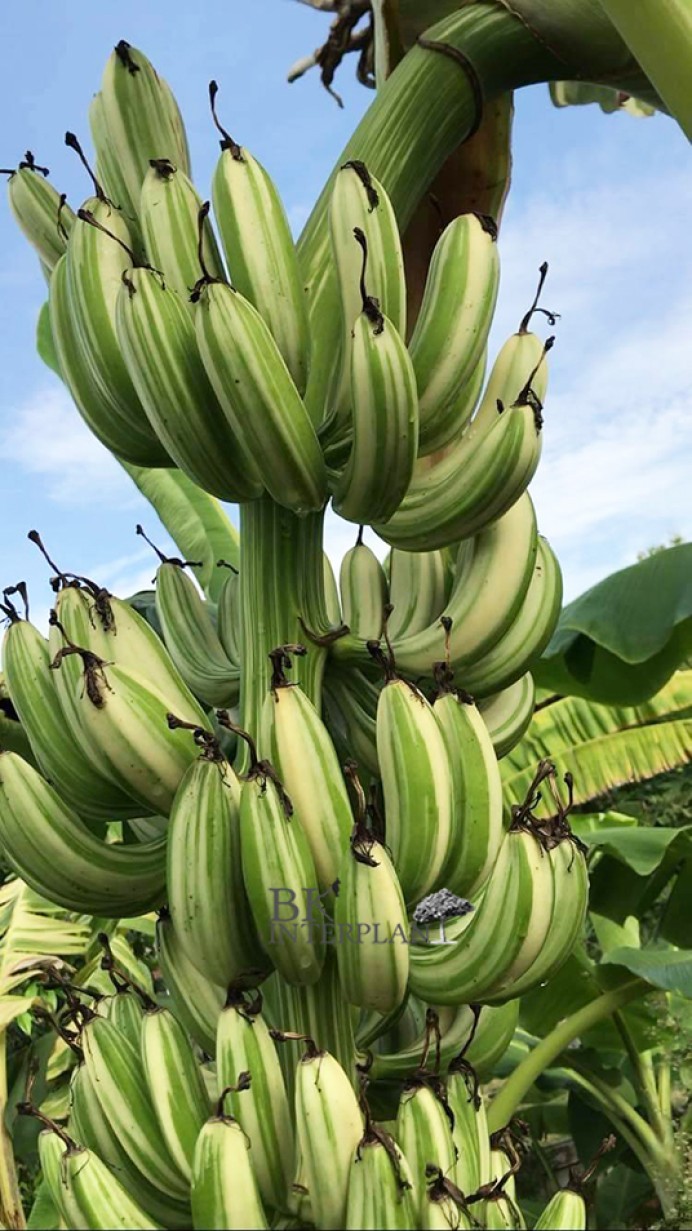 Musa ‘ AE AE ’ Variegated - Bkinterplants Garden