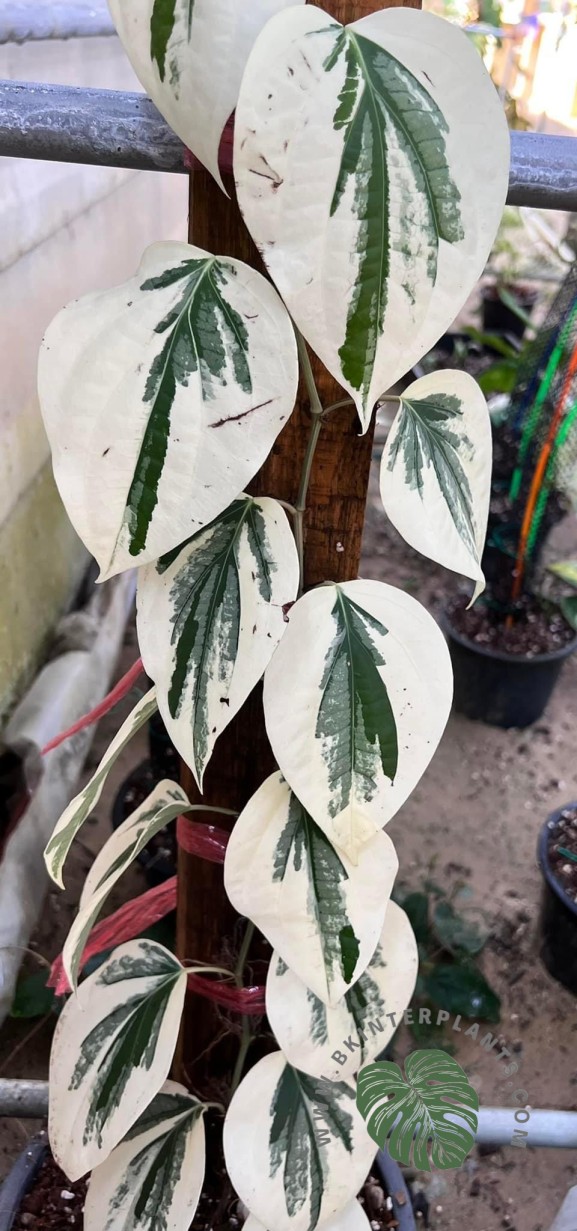 Piper nigrum L. Variegated - Bkinterplants Garden