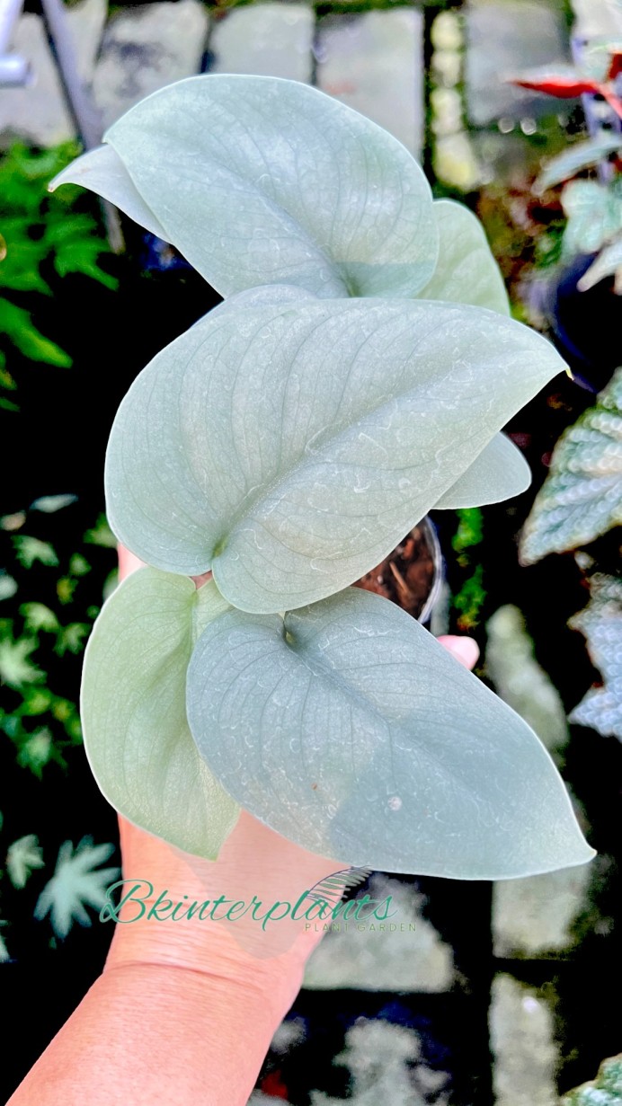 Scindapsus Platinum Java - Bkinterplants Garden