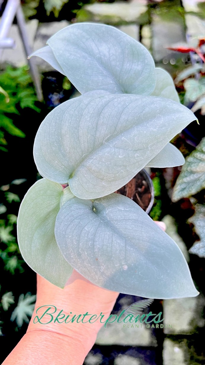 Scindapsus Platinum Java - Bkinterplants Garden