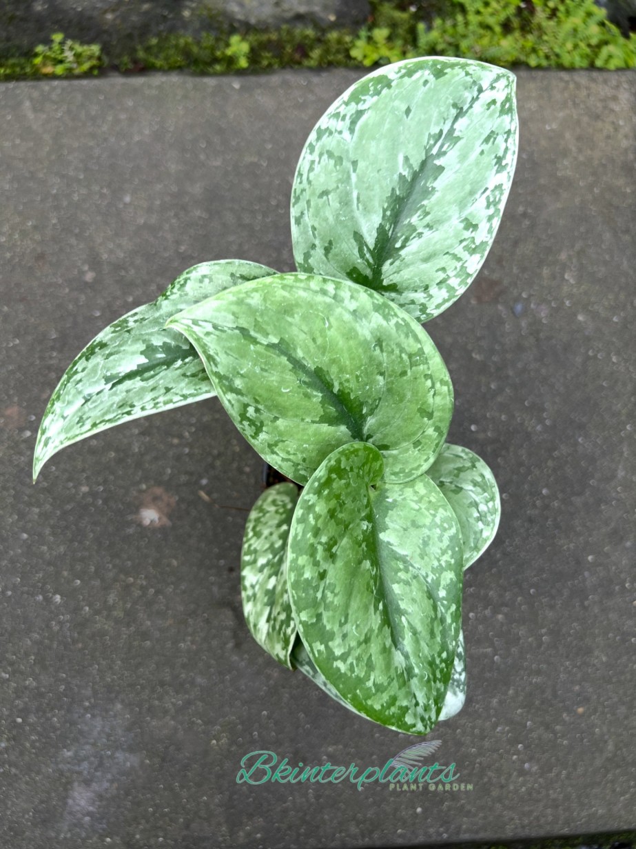 Scindapsus Tricolor Silver Plattinum - Bkinterplants Garden