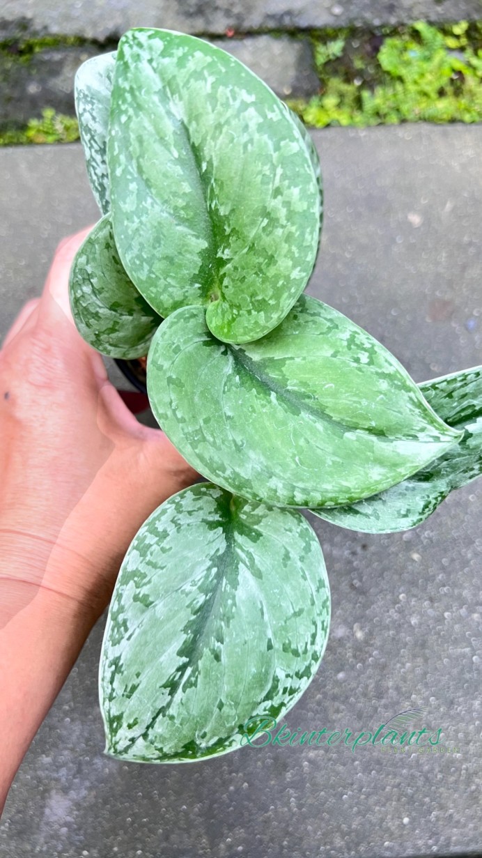 Scindapsus Tricolor Silver Plattinum - Bkinterplants Garden