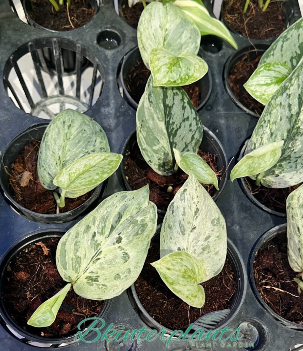 Scindapsus Peasun - Bkinterplants Garden