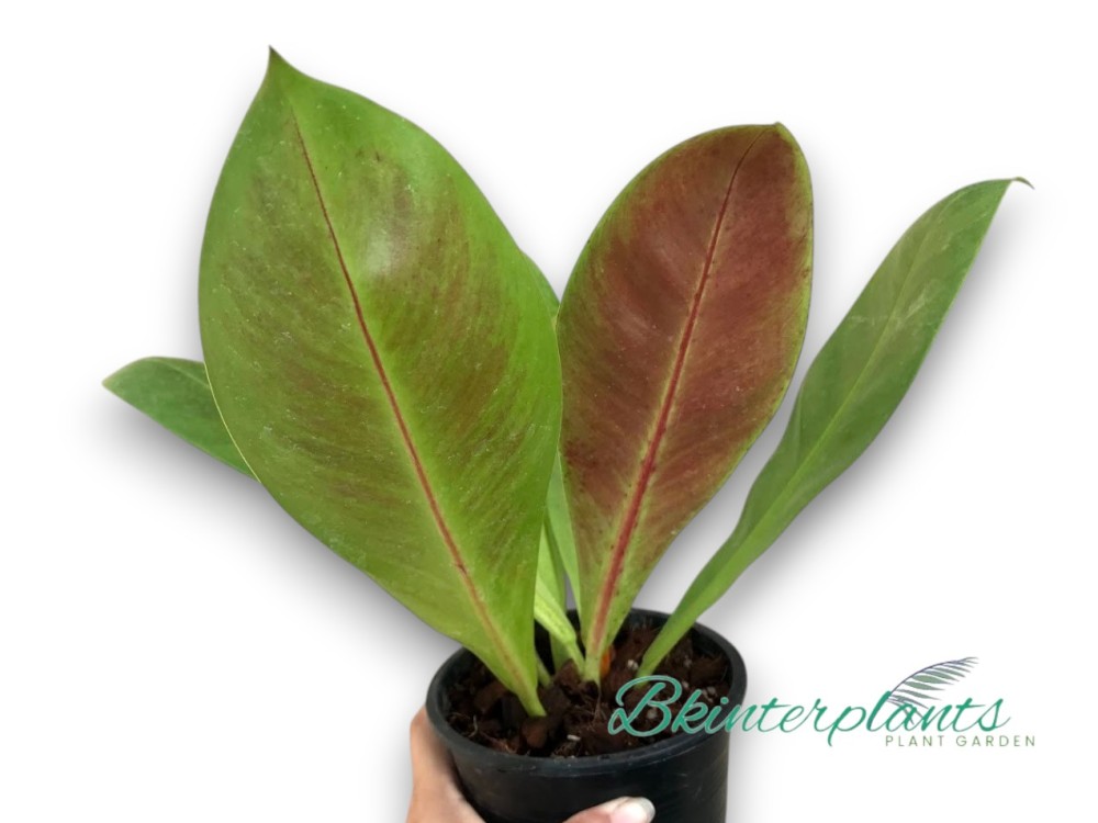 Plants for Sale – Rare Tropical Houseplants - Bkinterplants Garden