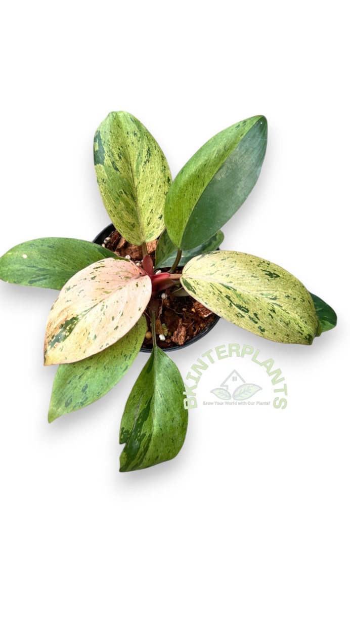 5 Plants Philodendron Drafted Red Congo Mint Marble - Bkinterplants Garden