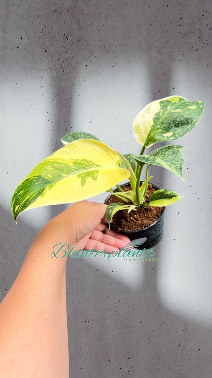 Philodendron Green Congo Nuclear Variegated for Sale - Bkinterplants Garden