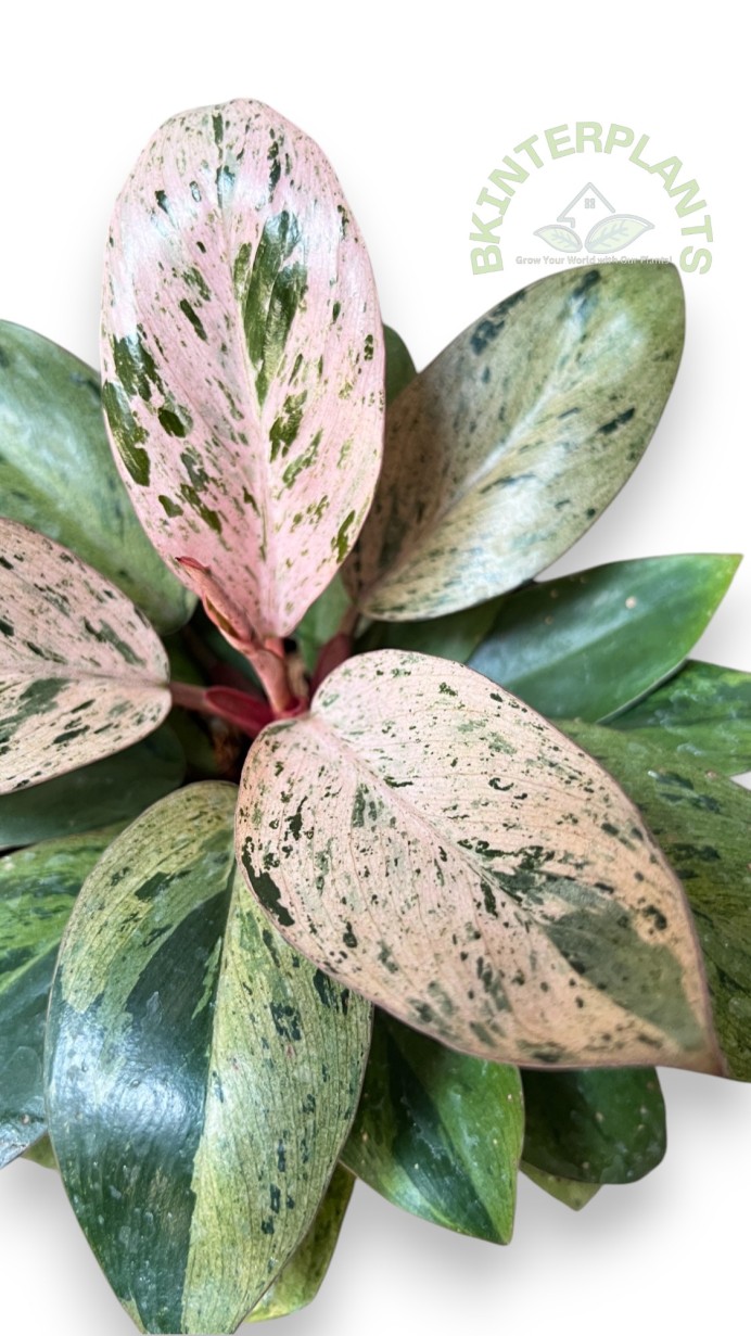 5 Plants Philodendron Drafted Red Congo Mint Marble - Bkinterplants Garden