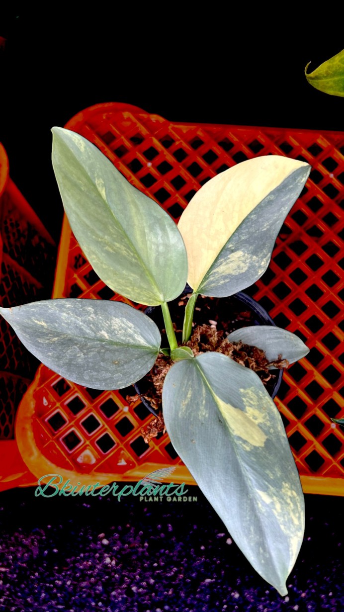 Philodendron Silver Sword hastatumvariegated - Bkinterplants Garden