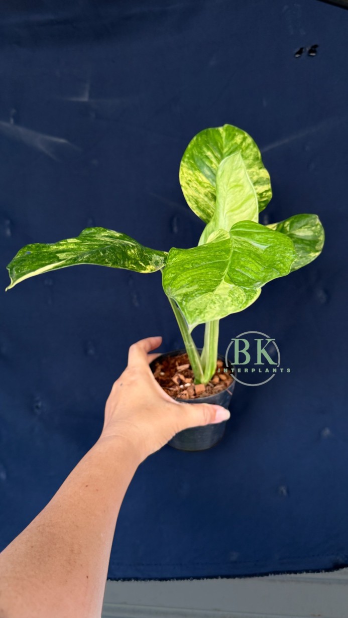 Monstera Obliqua Mayuna Variegated – Wholesale 5 Plants | Rare Aroid ...
