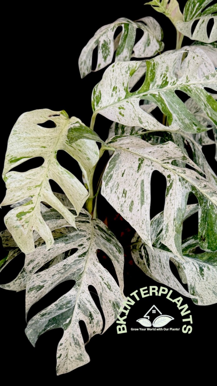 Epipremnum Sp. Bali Hamonam Variegated - Bkinterplants Garden