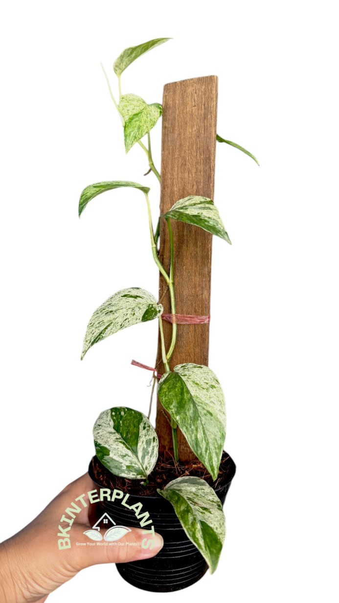 Epipremnum Sp. Bali Hamonam Variegated - Bkinterplants Garden