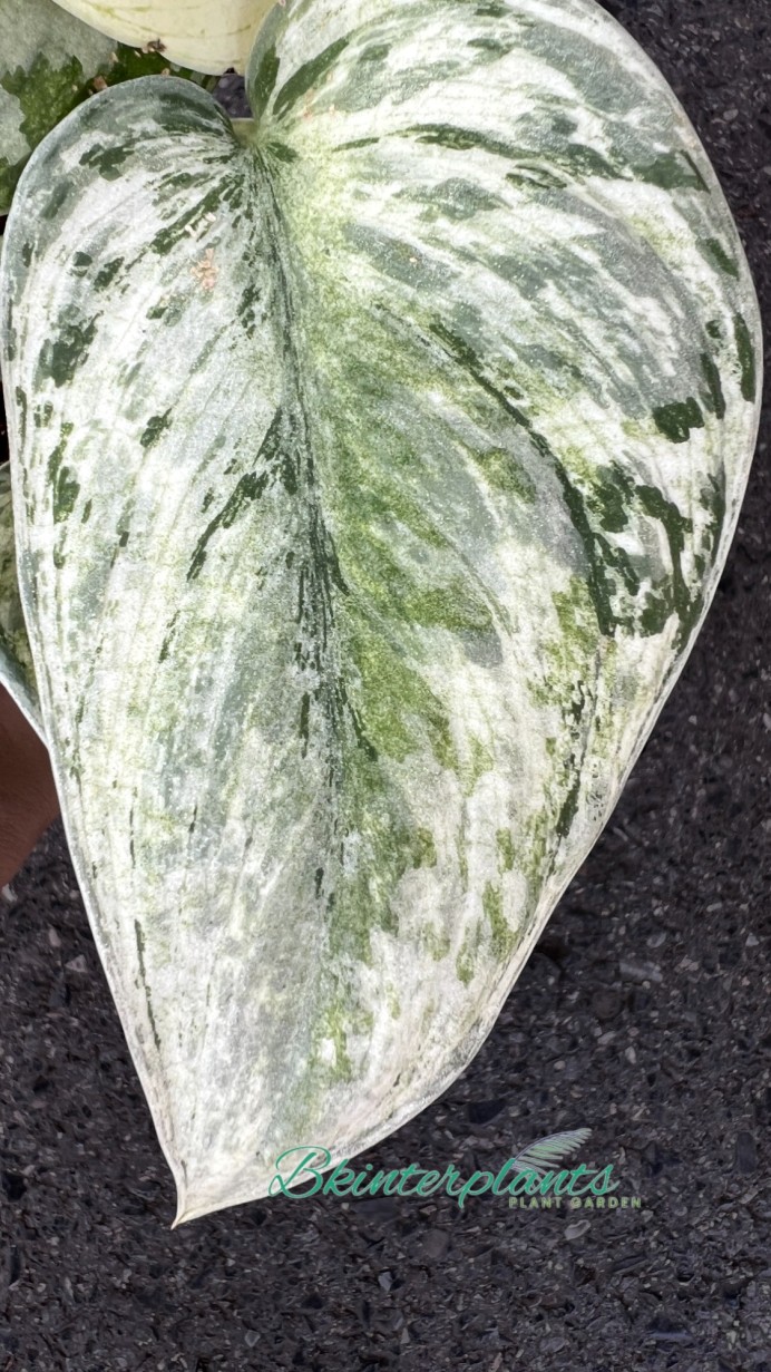 Scindapsus Peasun - Bkinterplants Garden