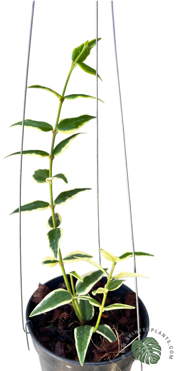 Hoya Bella Albo Marginata Variegated - Bkinterplants Garden