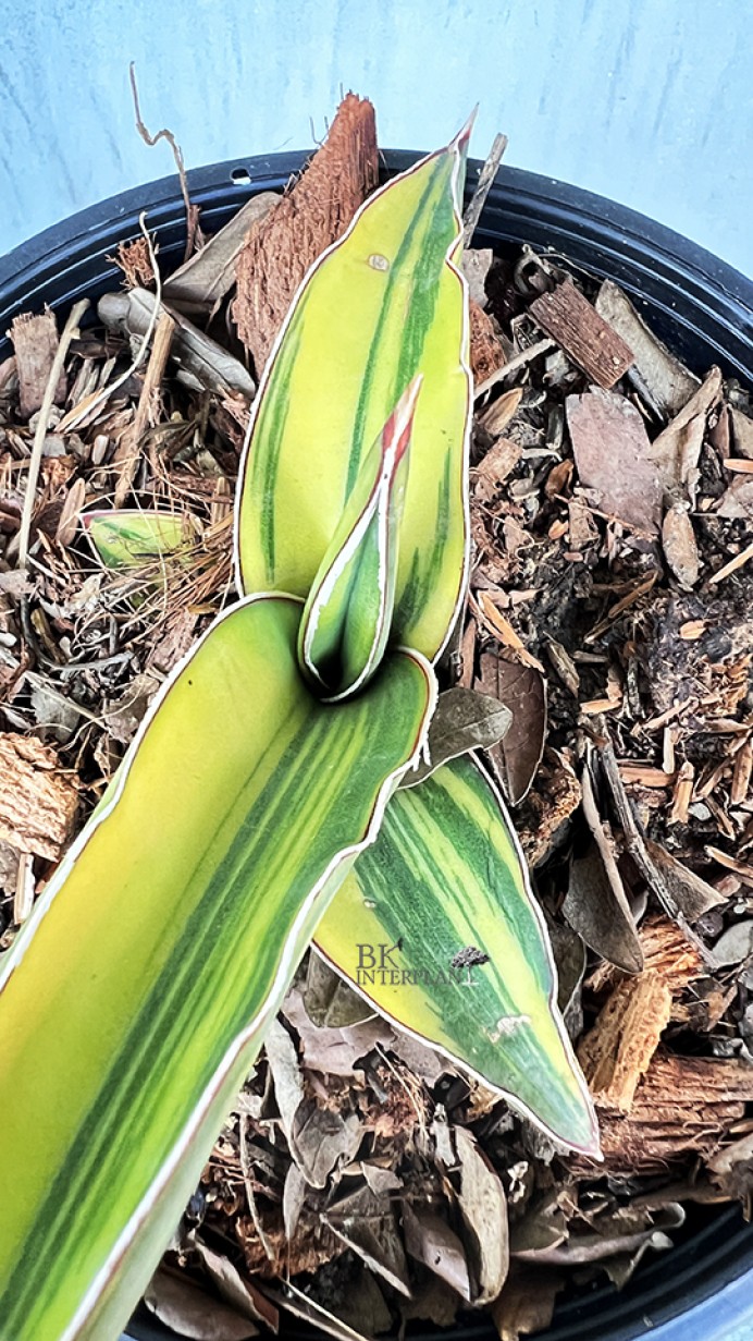 Sansevieria Robusta Fat Variegated - Bkinterplants Garden
