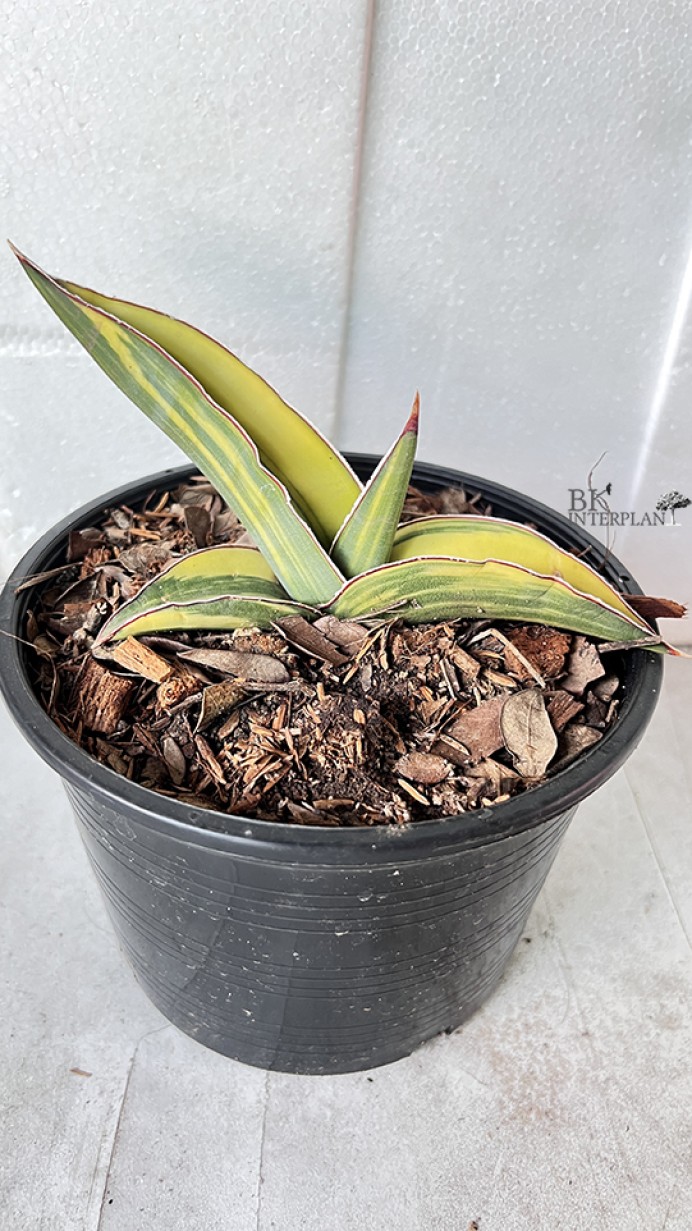 Sansevieria Robusta Fat Variegated - Bkinterplants Garden