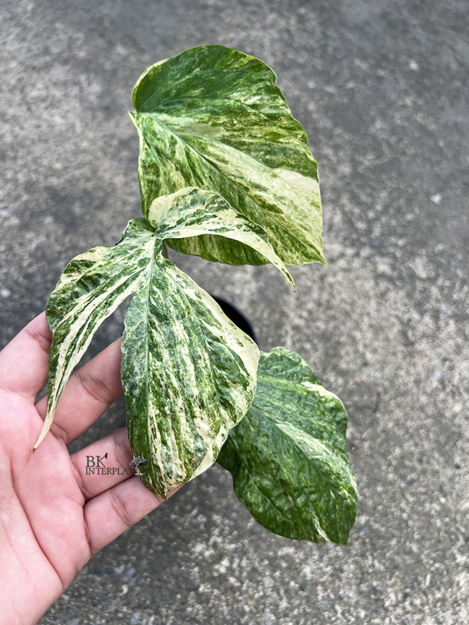 Amydrium Albo Spiderman Monstera Variegated - All - Bkinterplants Garden