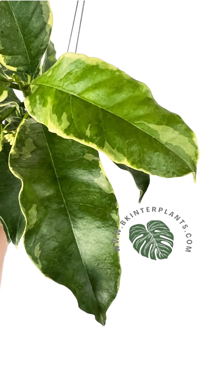 Hoya Multiflora Blume Variegated - Bkinterplants Garden