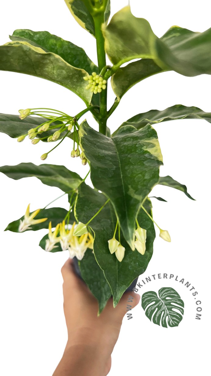 Hoya Multiflora Blume Variegated - Bkinterplants Garden