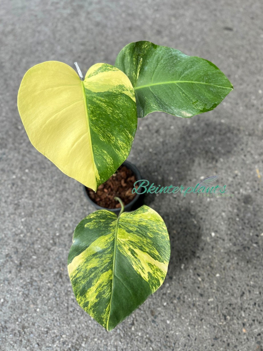 Aurea 3 Color Monstera Variegated - Bkinterplants Garden