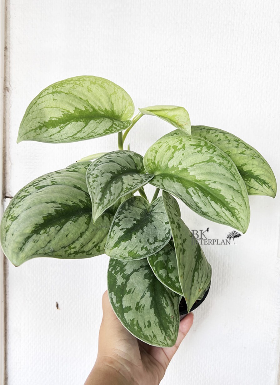 Scindapsus Silver Lady - Bkinterplants Garden
