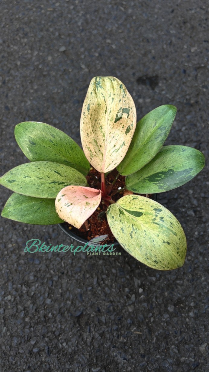 Philodendron Drafted Red Congo Mint Marble -Rare Tropical Foliage ...